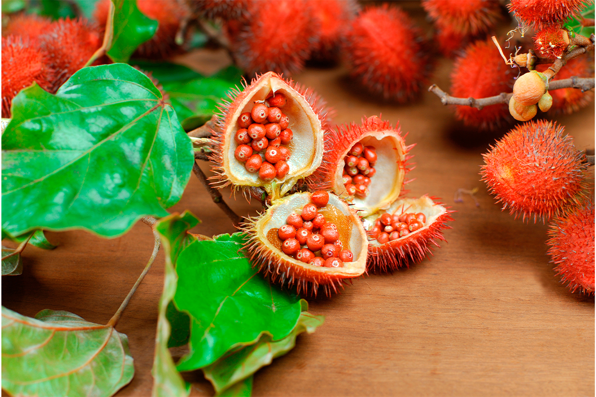 ¿Qué es el achiote? | Fredy’s Tucán